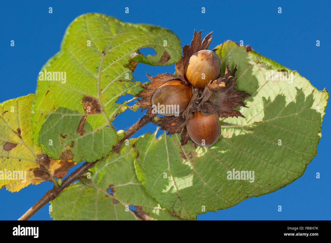 Cob, Hazel, nut, fruit, hazelnut, Gewöhnliche Hasel, Haselnuß ...