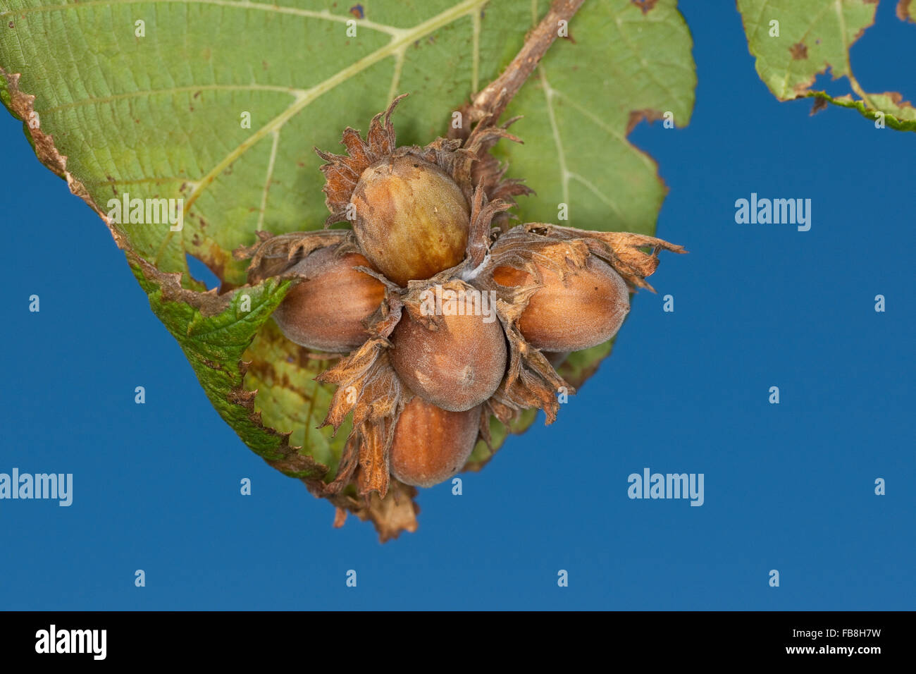 Hazelnut bushes hi-res stock photography and images - Alamy