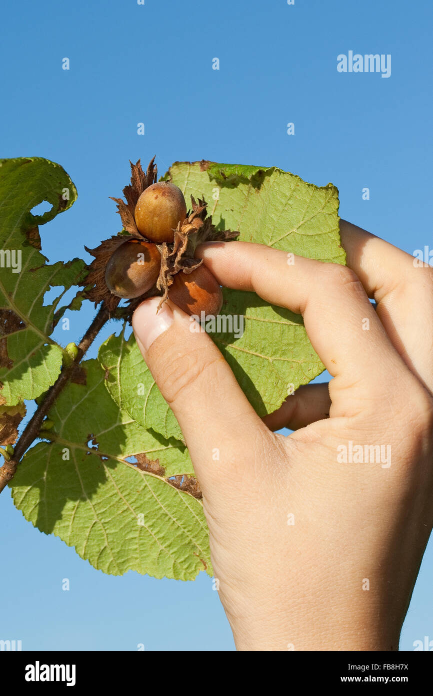 Cob, Hazel, nut, fruit, hazelnut, harvest, Hasel, Haselnuß, Haselnuss ...