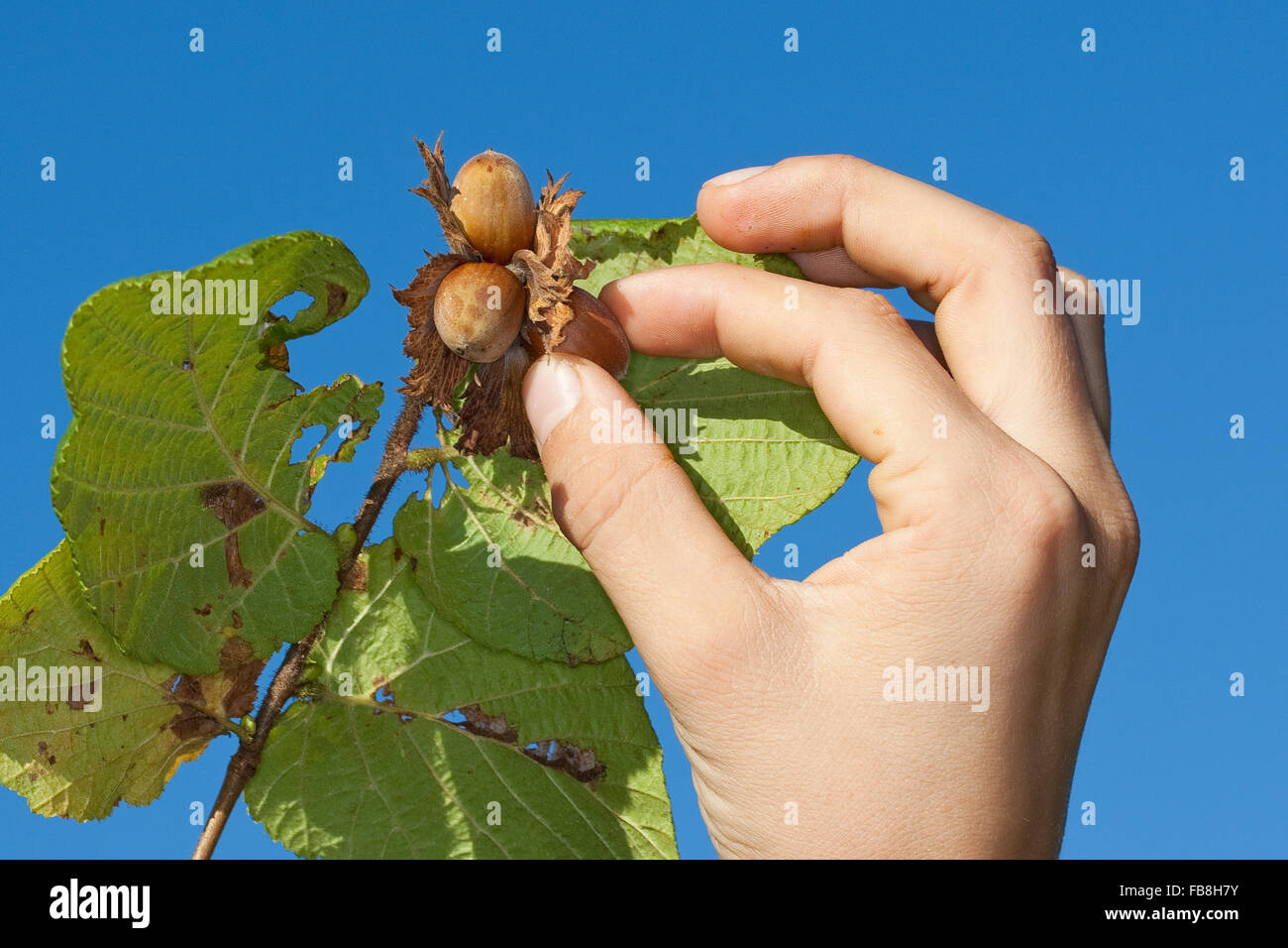 Cob, Hazel, nut, fruit, hazelnut, harvest, Hasel, Haselnuß, Haselnuss ...
