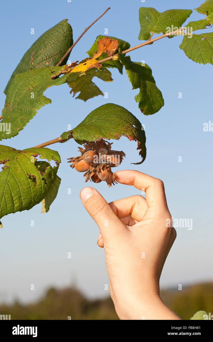 Corylus avellana haselnuss hazel nut hi-res stock photography and ...
