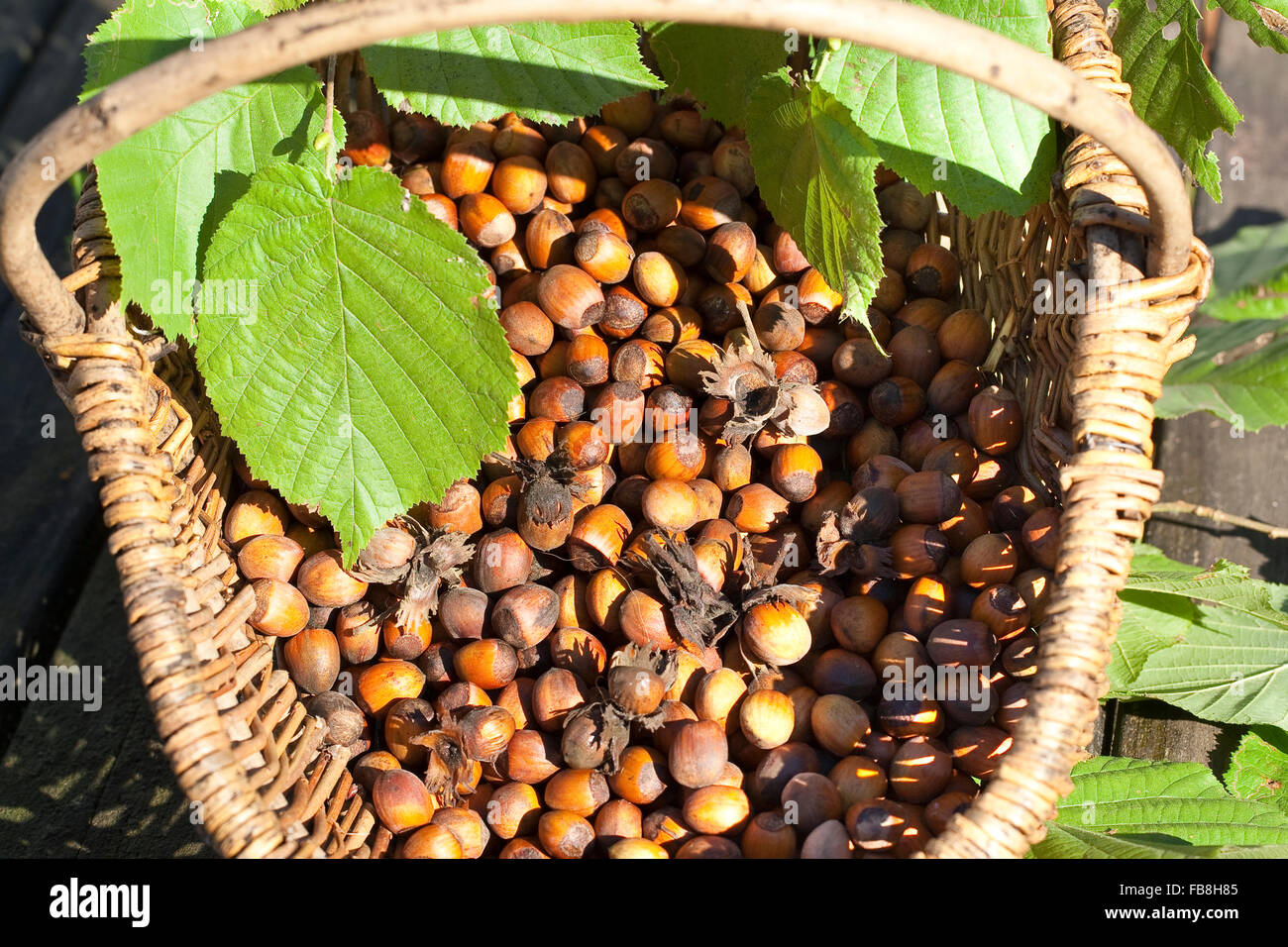 Cob, Hazel, nut, fruit, hazelnut, harvest, Hasel, Haselnuß, Haselnuss ...