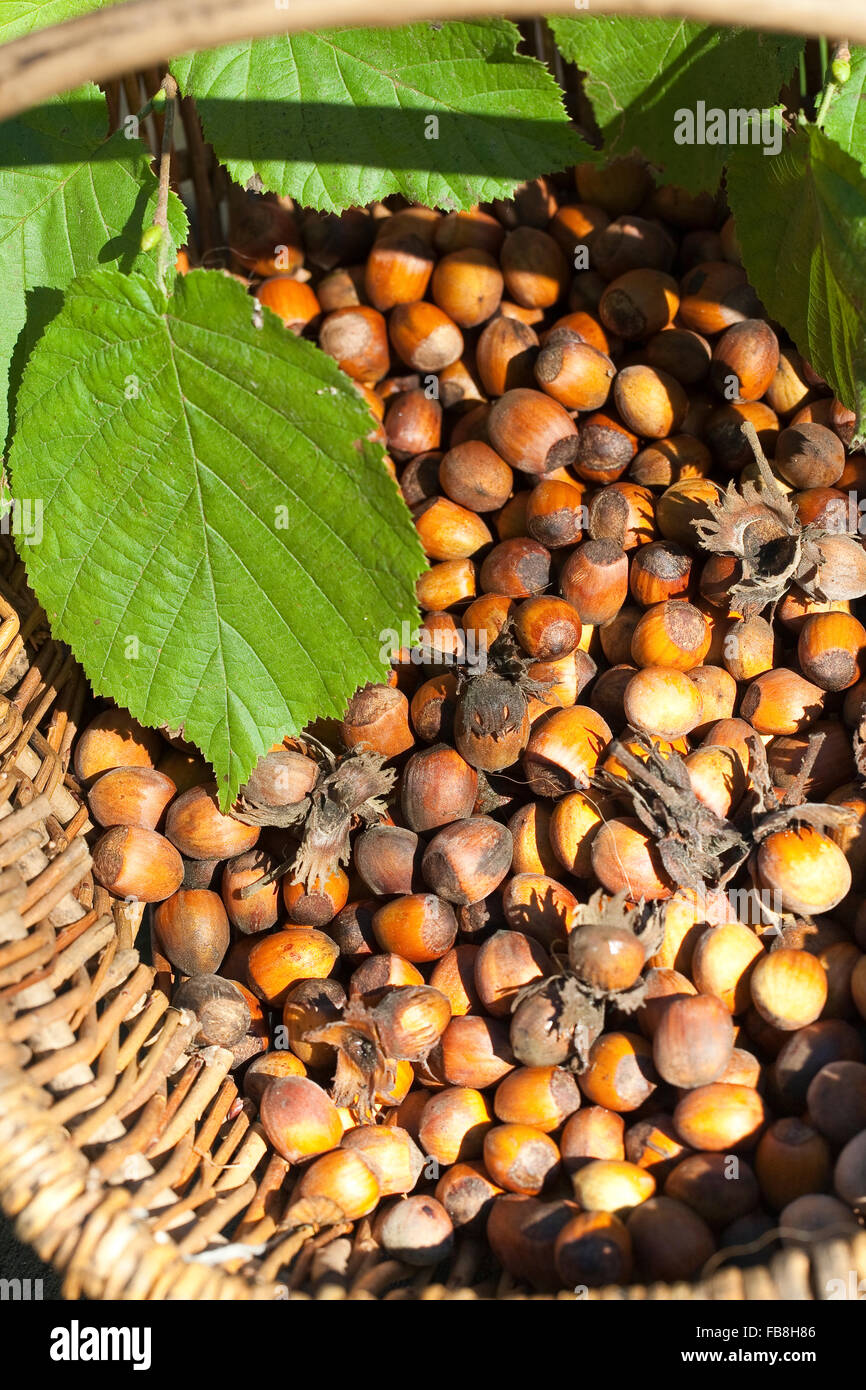 Cob, Hazel, nut, fruit, hazelnut, harvest, Hasel, Haselnuß, Haselnuss ...