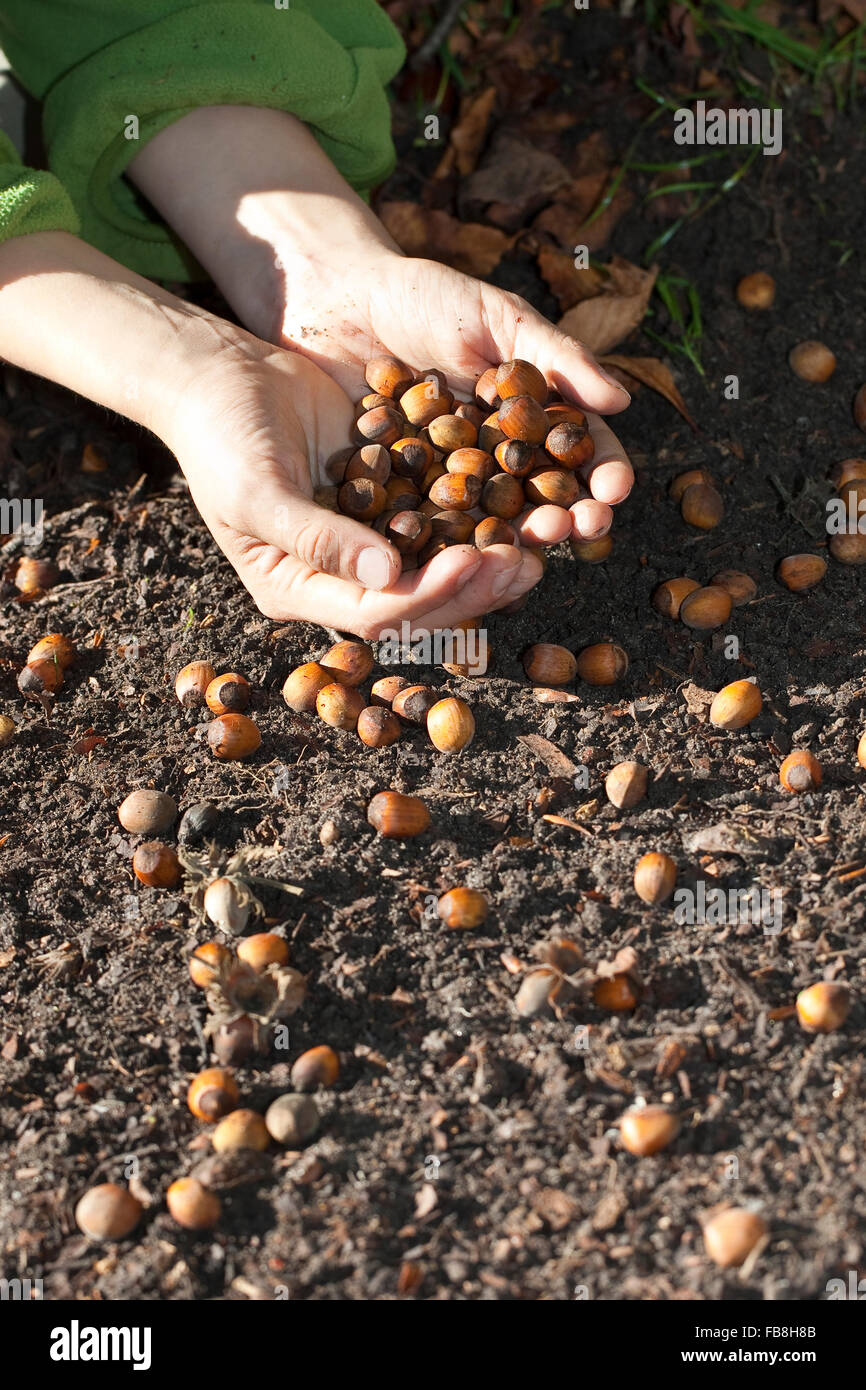 Cob, Hazel, nut, fruit, hazelnut, harvest, Hasel, Haselnuß, Haselnuss ...