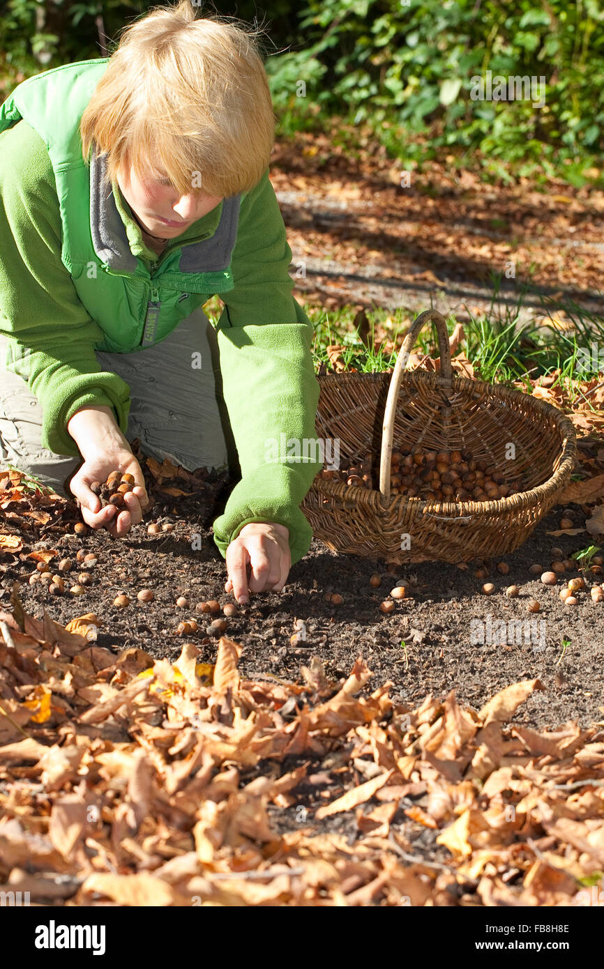 Cob, Hazel, nut, fruit, hazelnut, harvest, Hasel, Haselnuß, Haselnuss ...