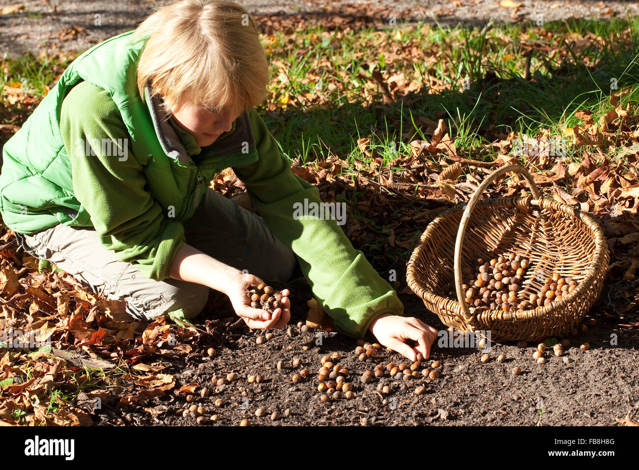 Hazelnut harvest hi-res stock photography and images - Alamy