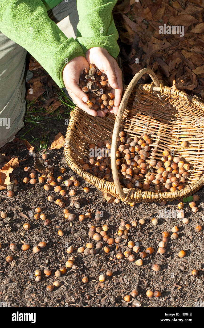 Hazelnut harvest hi-res stock photography and images - Alamy