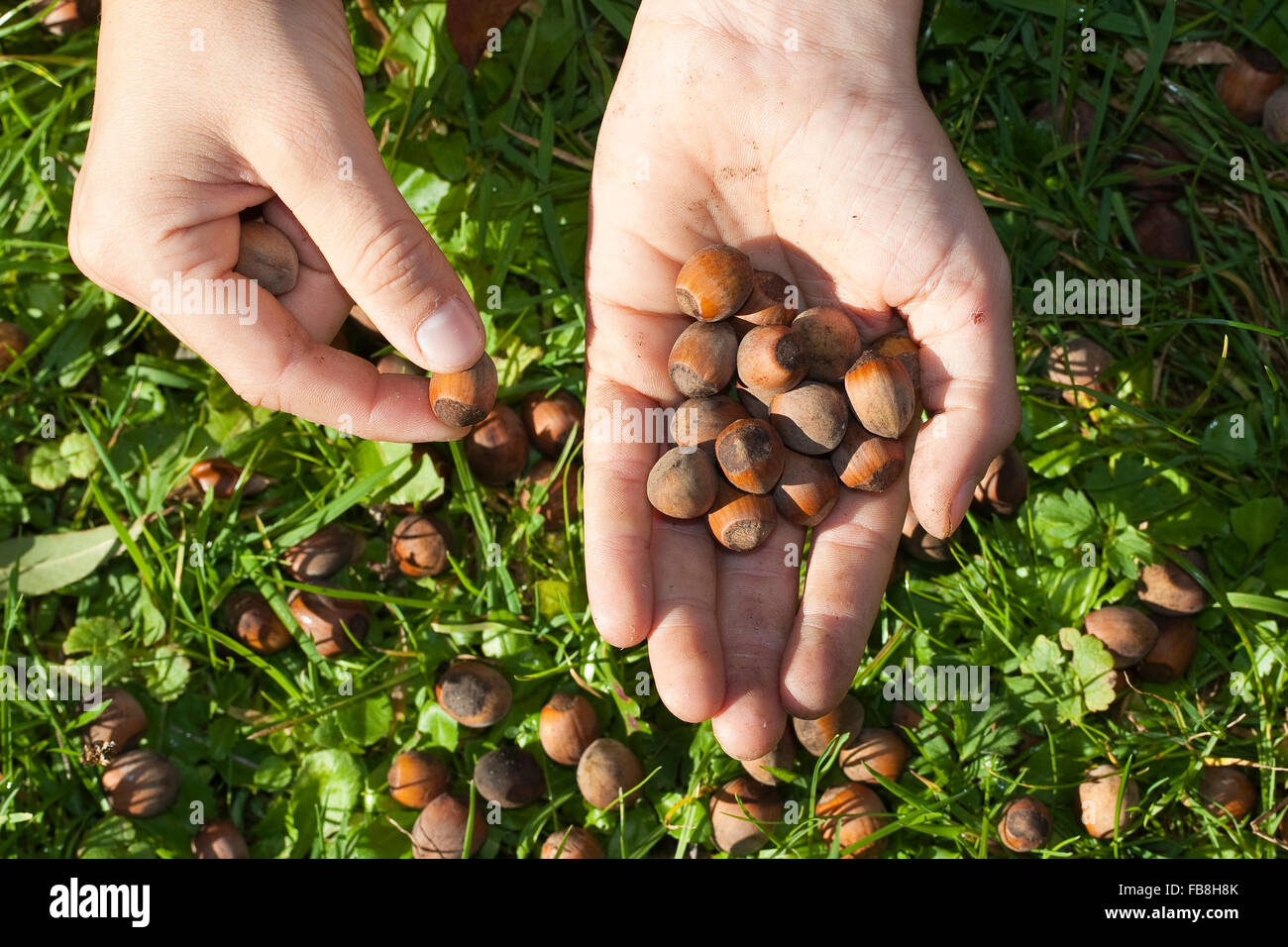 Cob, Hazel, nut, fruit, hazelnut, harvest, Hasel, Haselnuß, Haselnuss ...