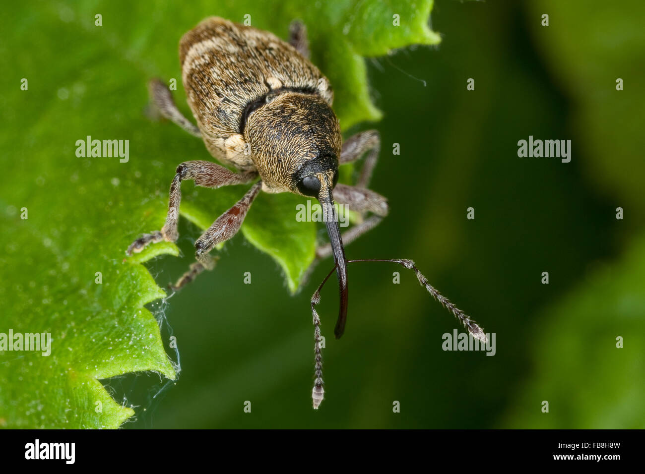 Nut weevil, hazelnut weevil, Haselnussbohrer, Haselnußbohrer, Haselnuss ...