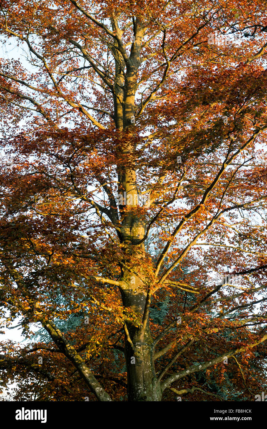 Fagus sylvatica. Beech trees with autumn foliage in afternoon sunlight ...