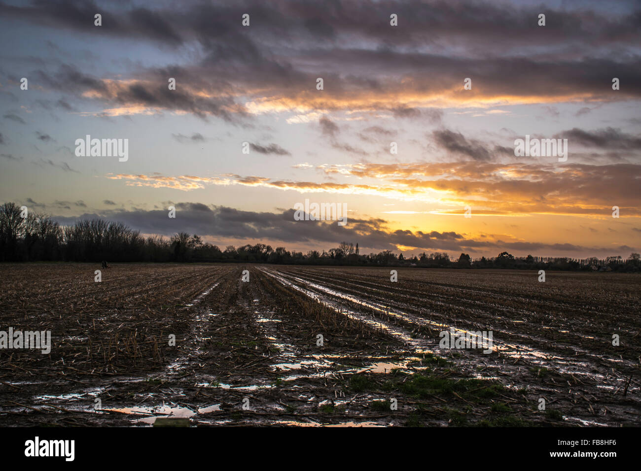 Sunset over a rain soaked field Stock Photo - Alamy
