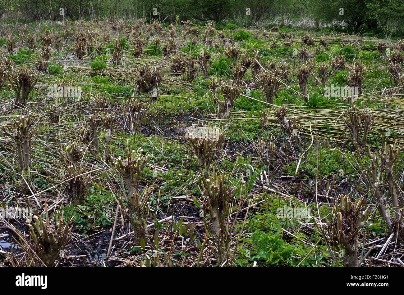 Willow withies cut for basket making from an Osier bed Stock Photo - Alamy
