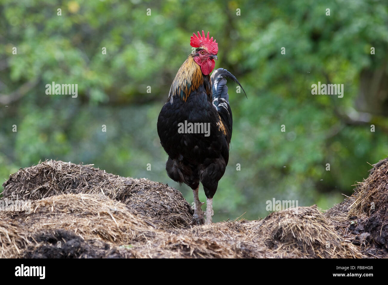 Cock, chicken, barn fowl, dungheap, dunghill,Hahn, Misthaufen, Der Hahn ...