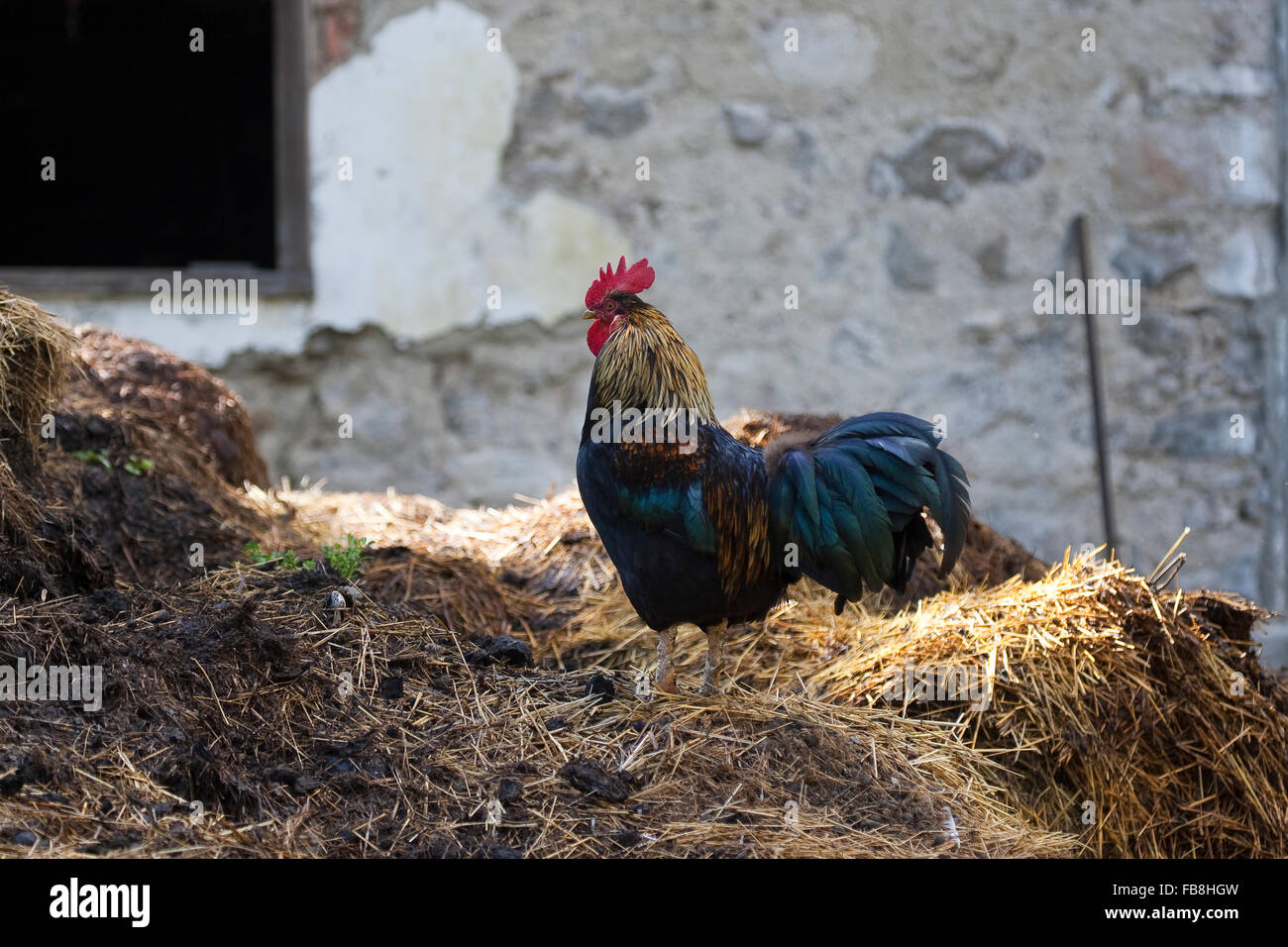 Cock, chicken, barn fowl, dungheap, dunghill,Hahn, Misthaufen, Der Hahn ...