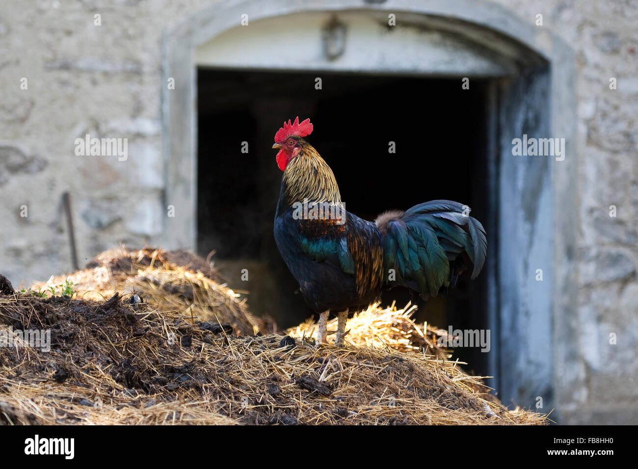 Cock, chicken, barn fowl, dungheap, dunghill,Hahn, Misthaufen, Der Hahn ...