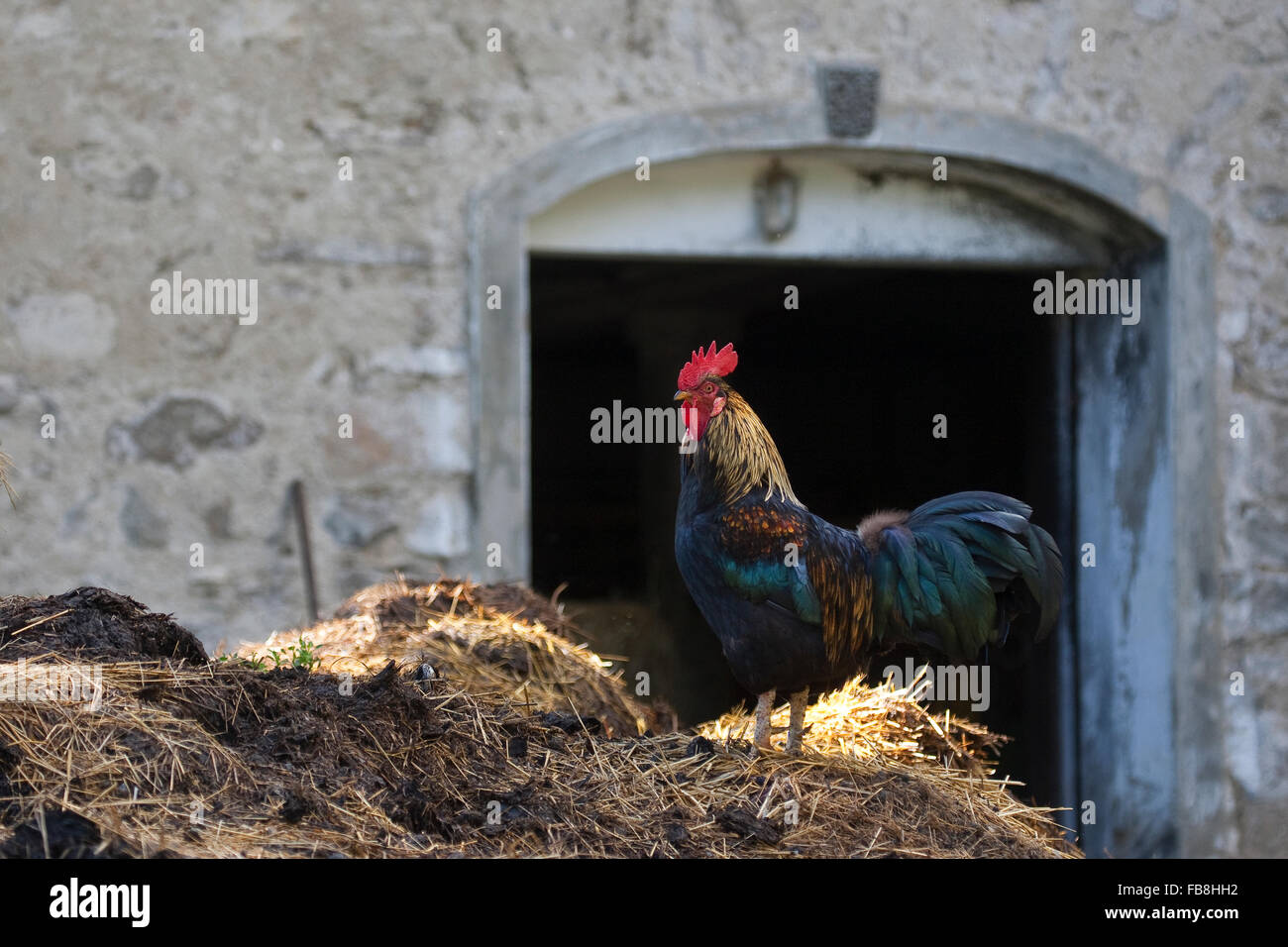 Cock, chicken, barn fowl, dungheap, dunghill,Hahn, Misthaufen, Der Hahn ...