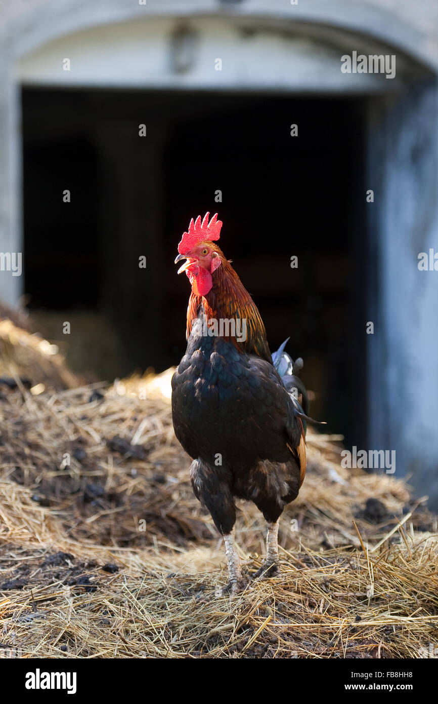 Cock, chicken, barn fowl, dungheap, dunghill,Hahn, Misthaufen, Der Hahn ...