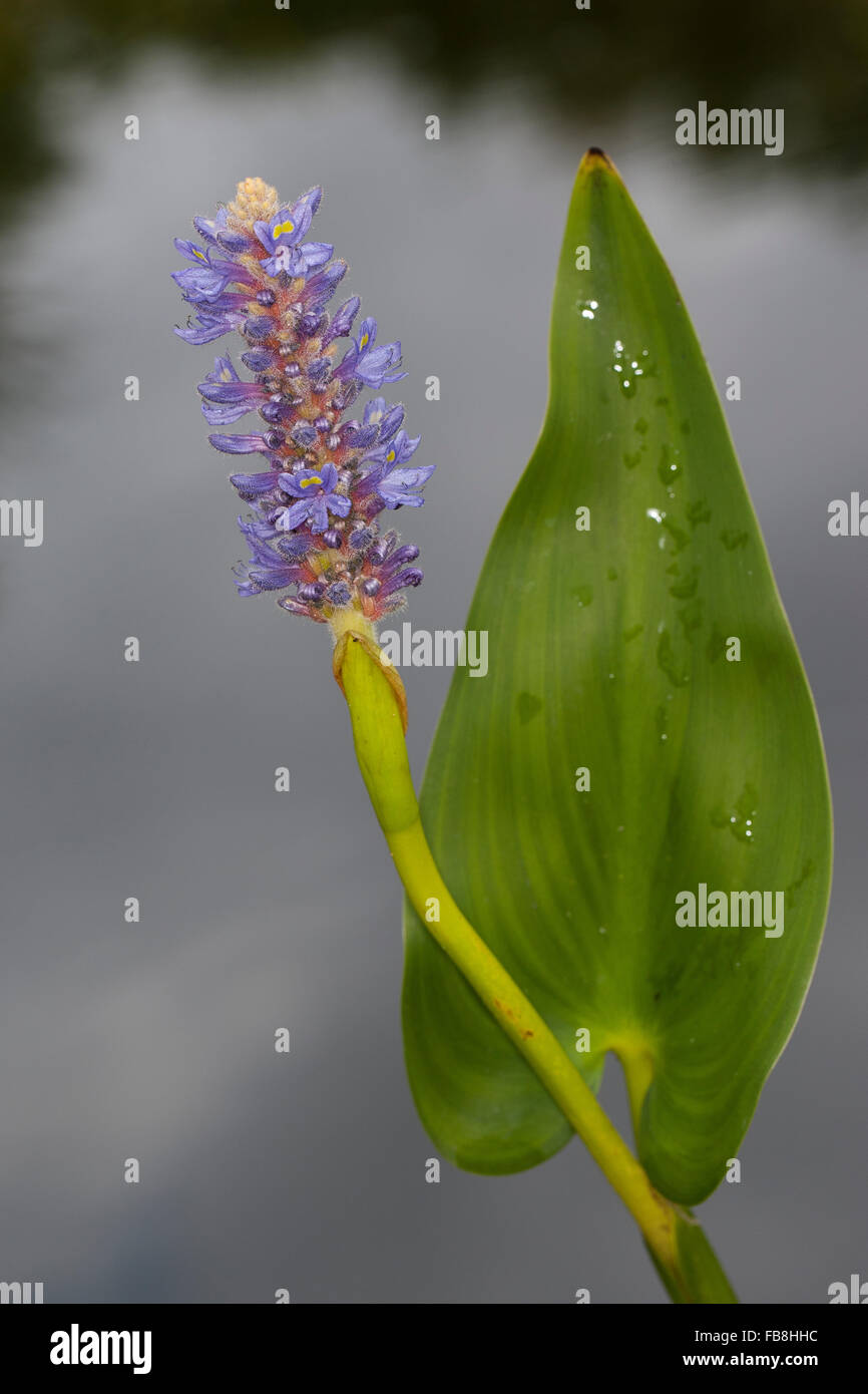 Pickerel Weed, Pickerelweed, Herzförmiges Hechtkraut, Pontederia ...