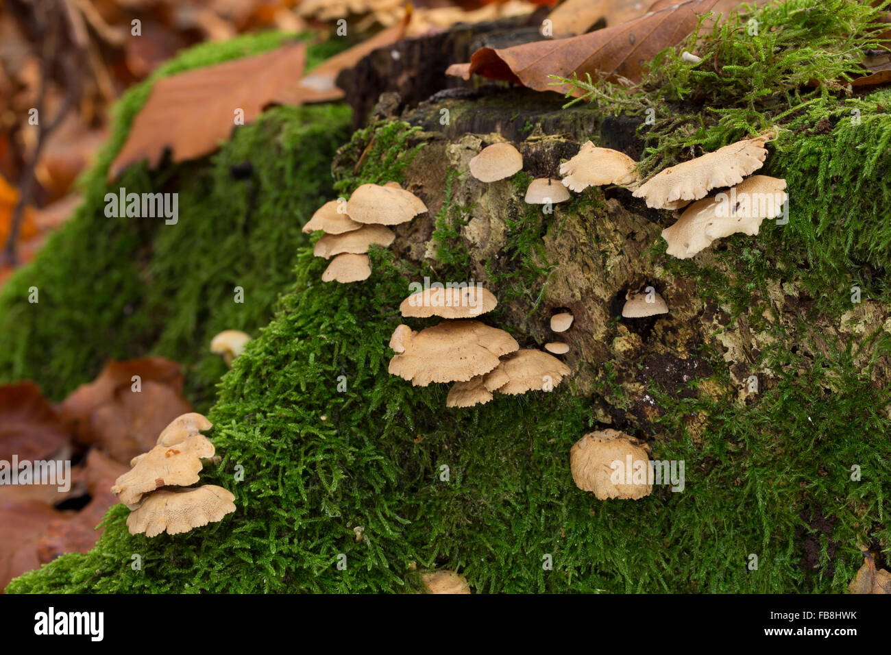 Bitter oyster mushroom hi-res stock photography and images - Alamy