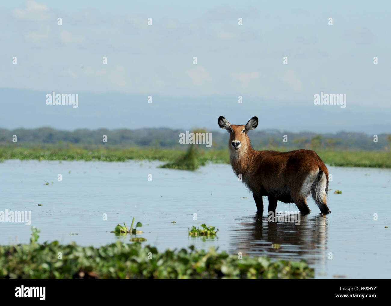 Waterbuck Standing in Water Kenya East Africa Stock Photo - Alamy