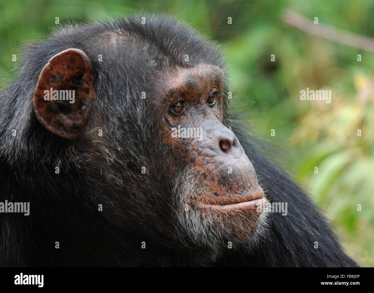 Chimpanzee Head Side View