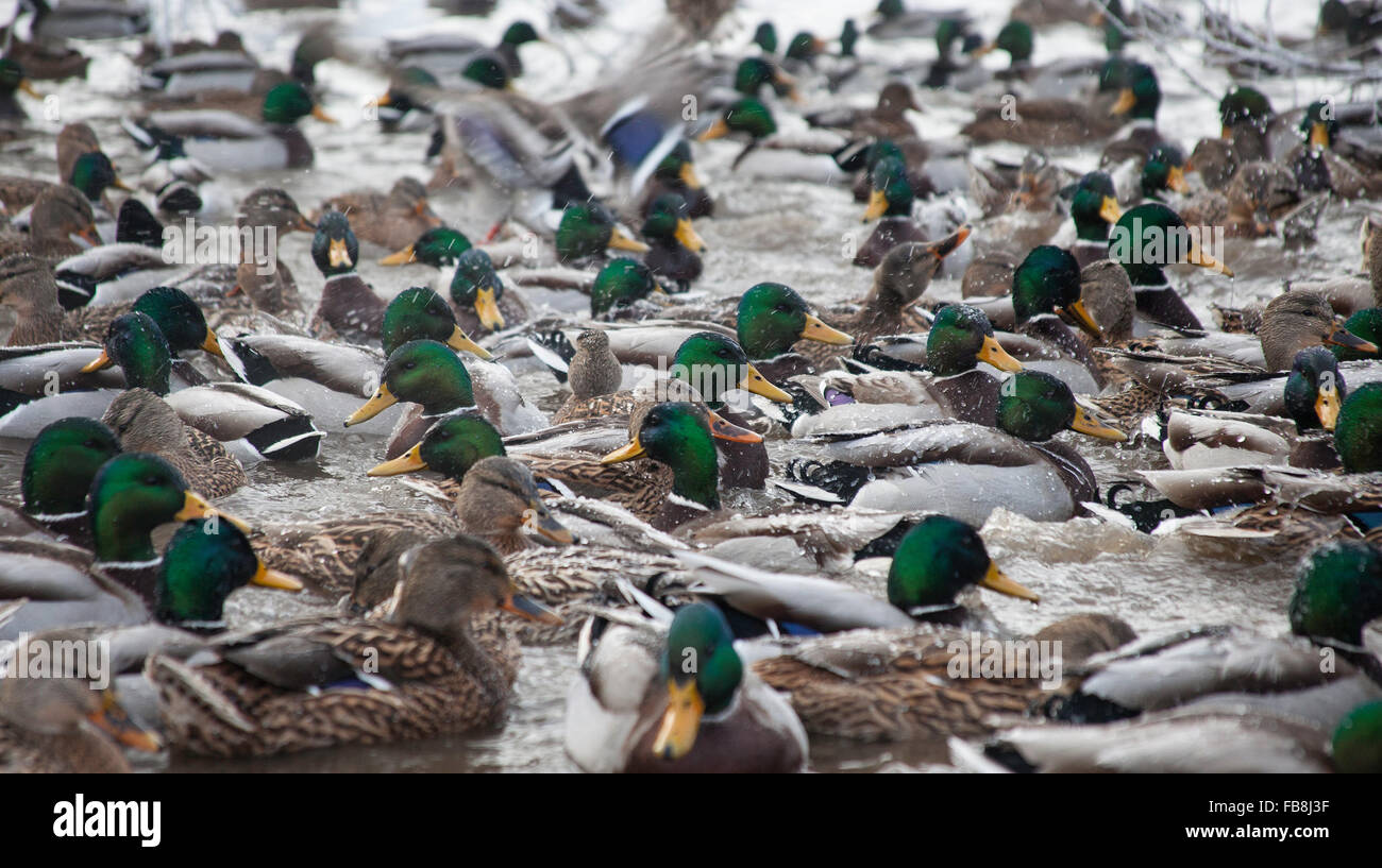 lot of ducks in winter pond Stock Photo - Alamy