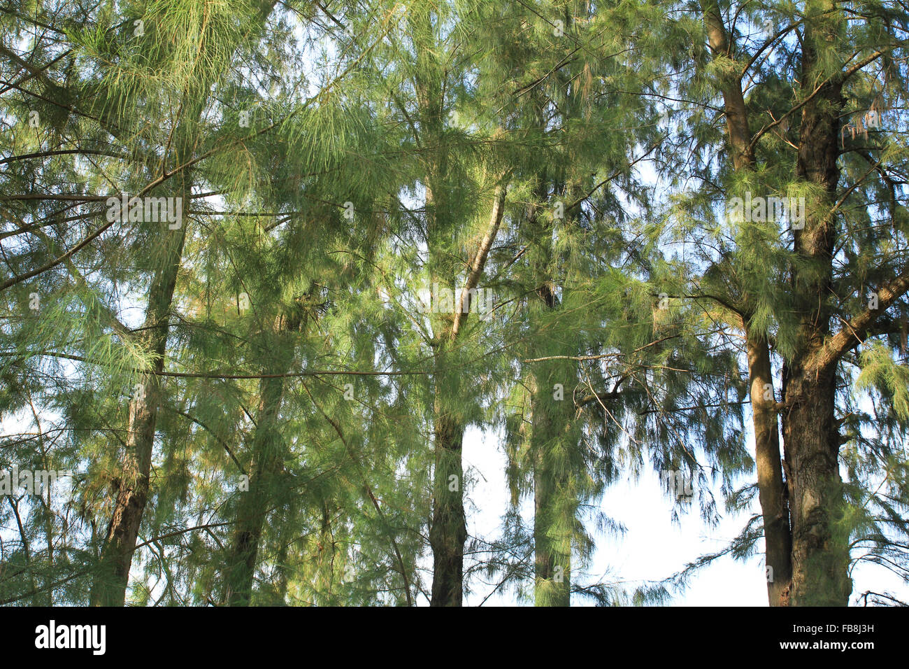 Treetop of Pine trees Stock Photo - Alamy