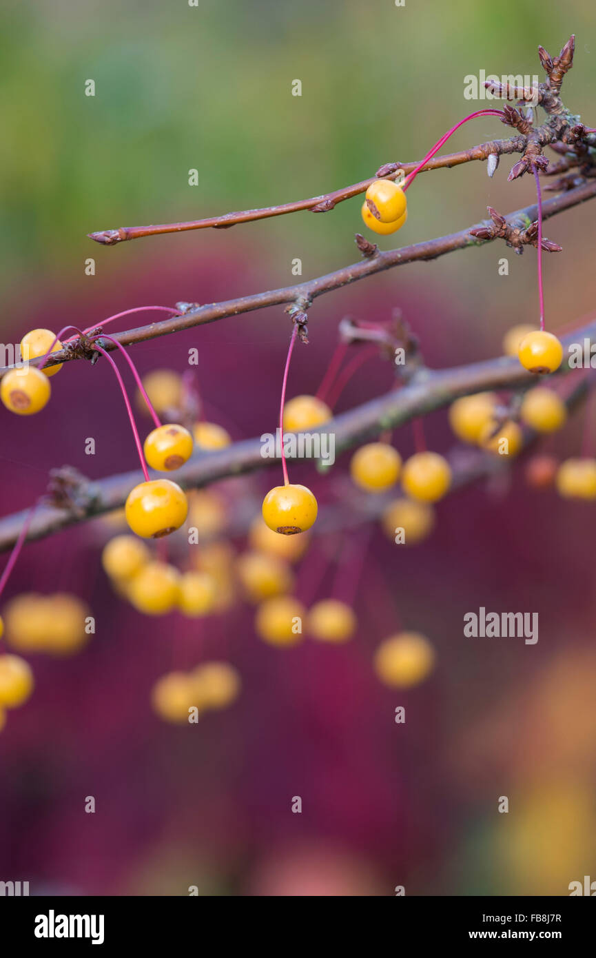 Malus transitoria. Cut leaf crabapple tree with fruit in autumn Stock ...
