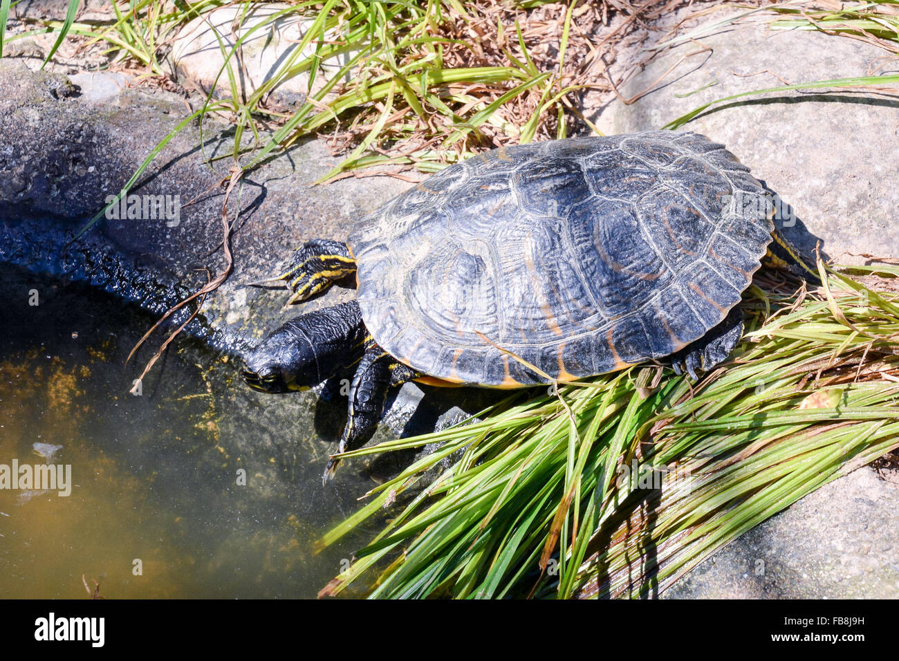 Trachemys Scripta Elegans Tortoise Stock Photo - Alamy