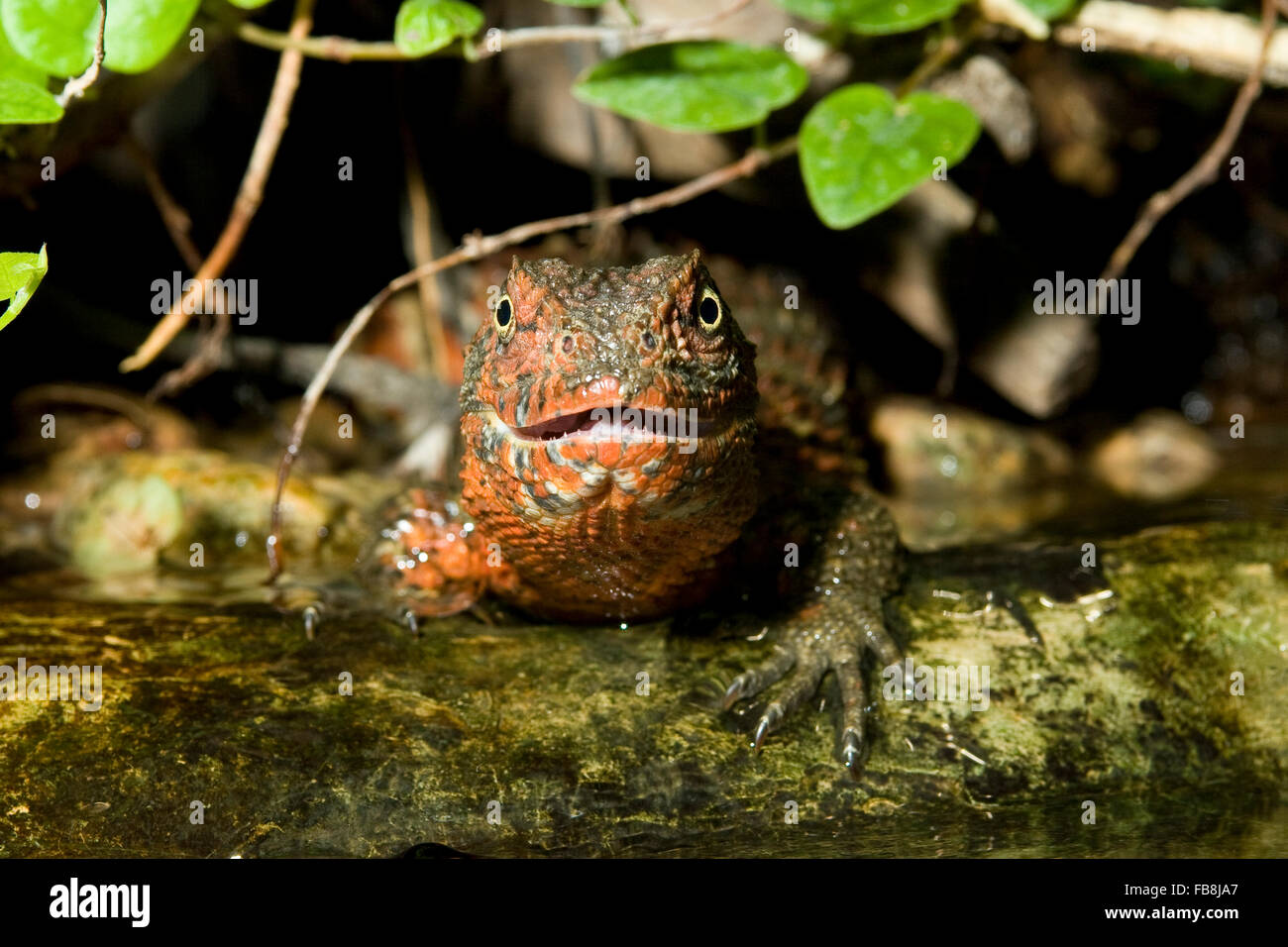 Chinese xenosaur, Chinese crocodile lizard, Krokodilschwanz-Höckerechse ...