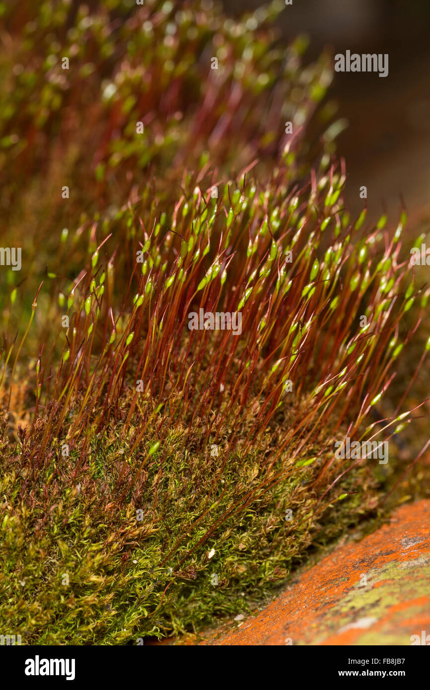 Ceratodon moss, Redshank Moss, fire moss, Purpurstieliges Hornzahnmoos ...