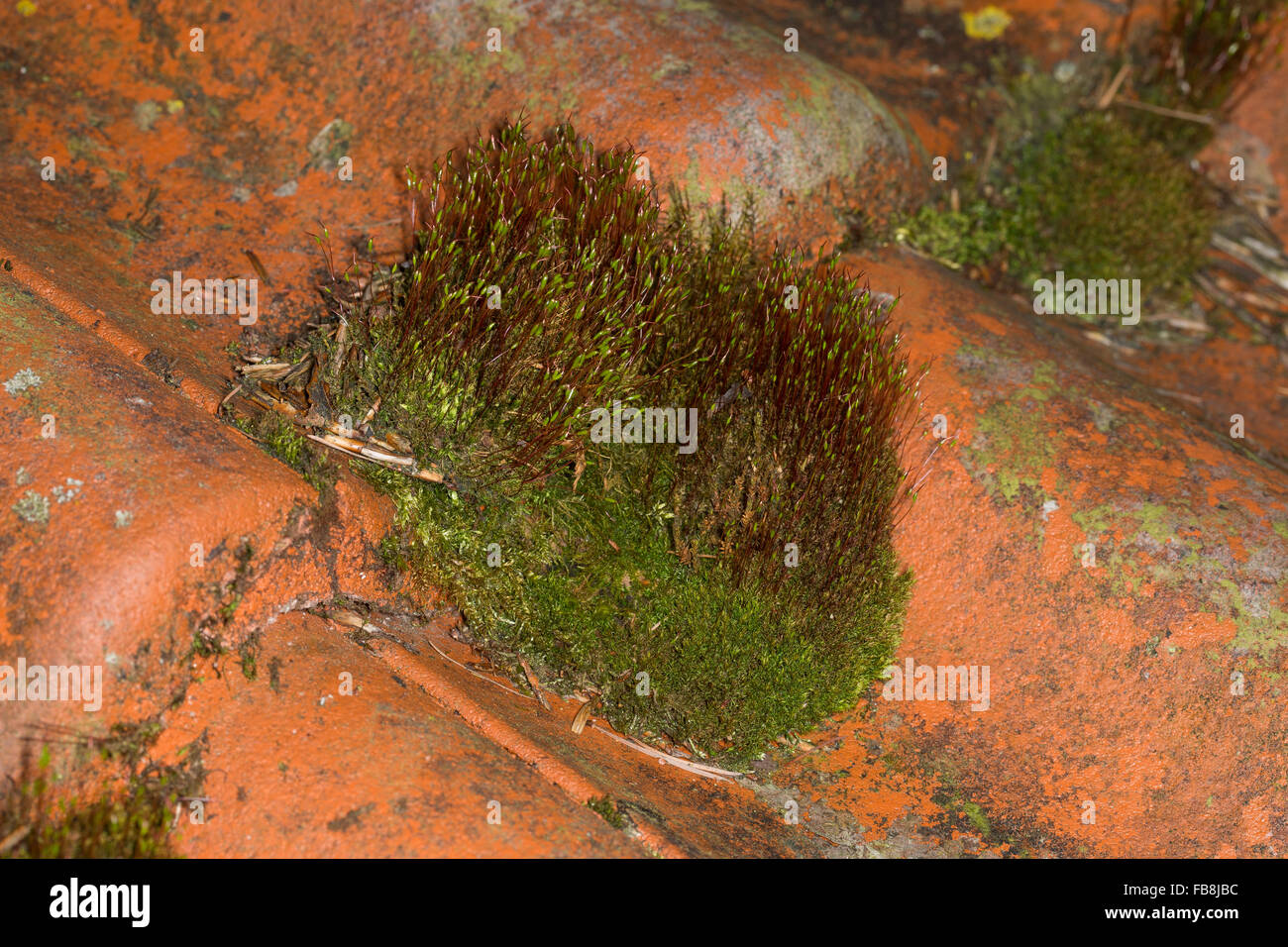 Ceratodon moss, Redshank Moss, fire moss, Purpurstieliges Hornzahnmoos ...