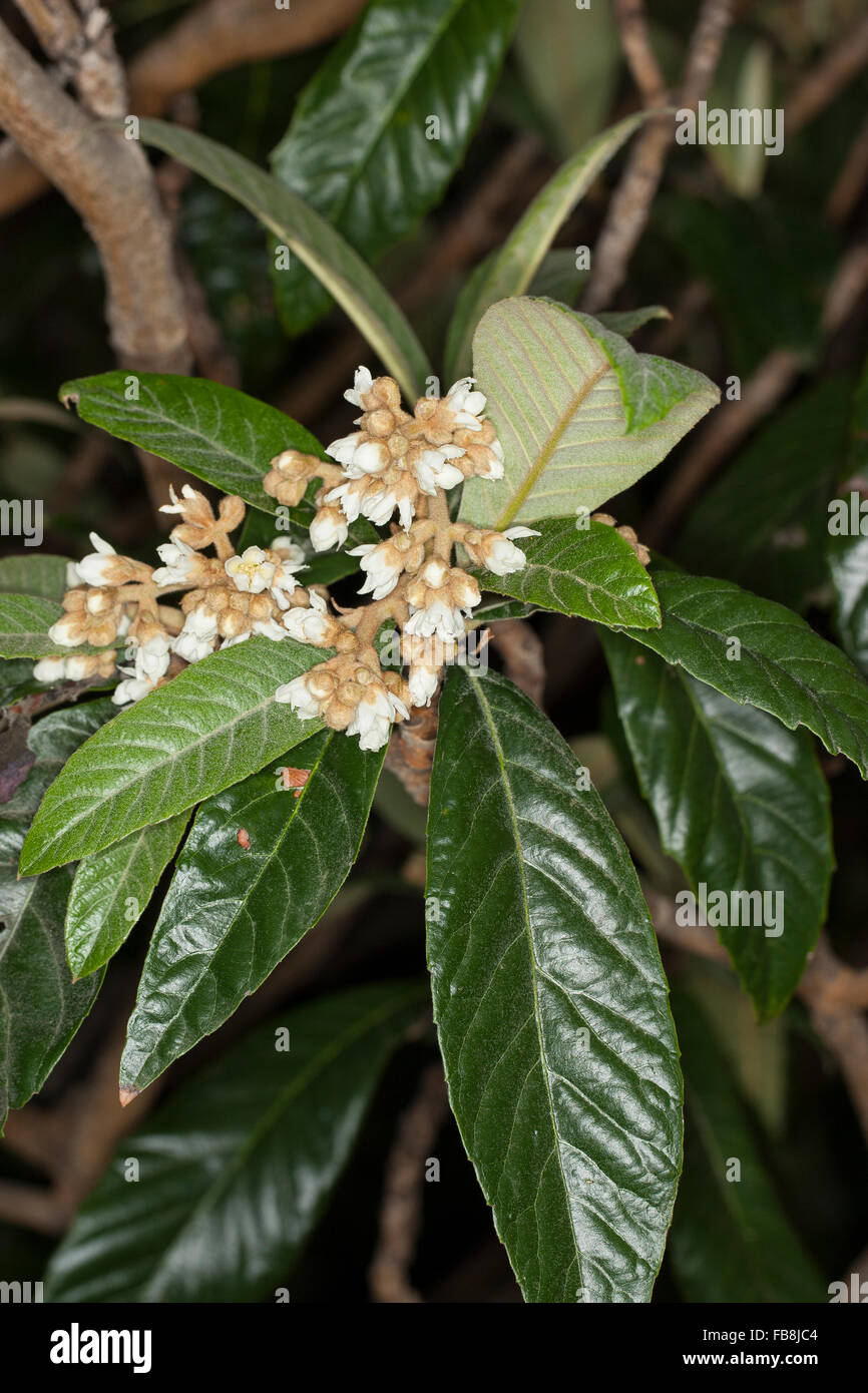 Japanese medlar, Japanese plum, Chinese plum, Japanische Wollmispel ...
