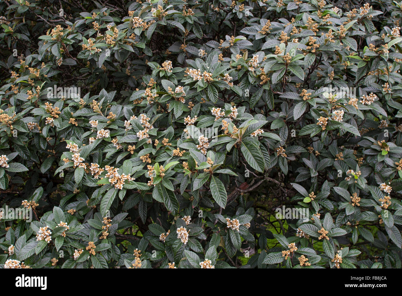 Japanische wollmispel hi-res stock photography and images - Alamy