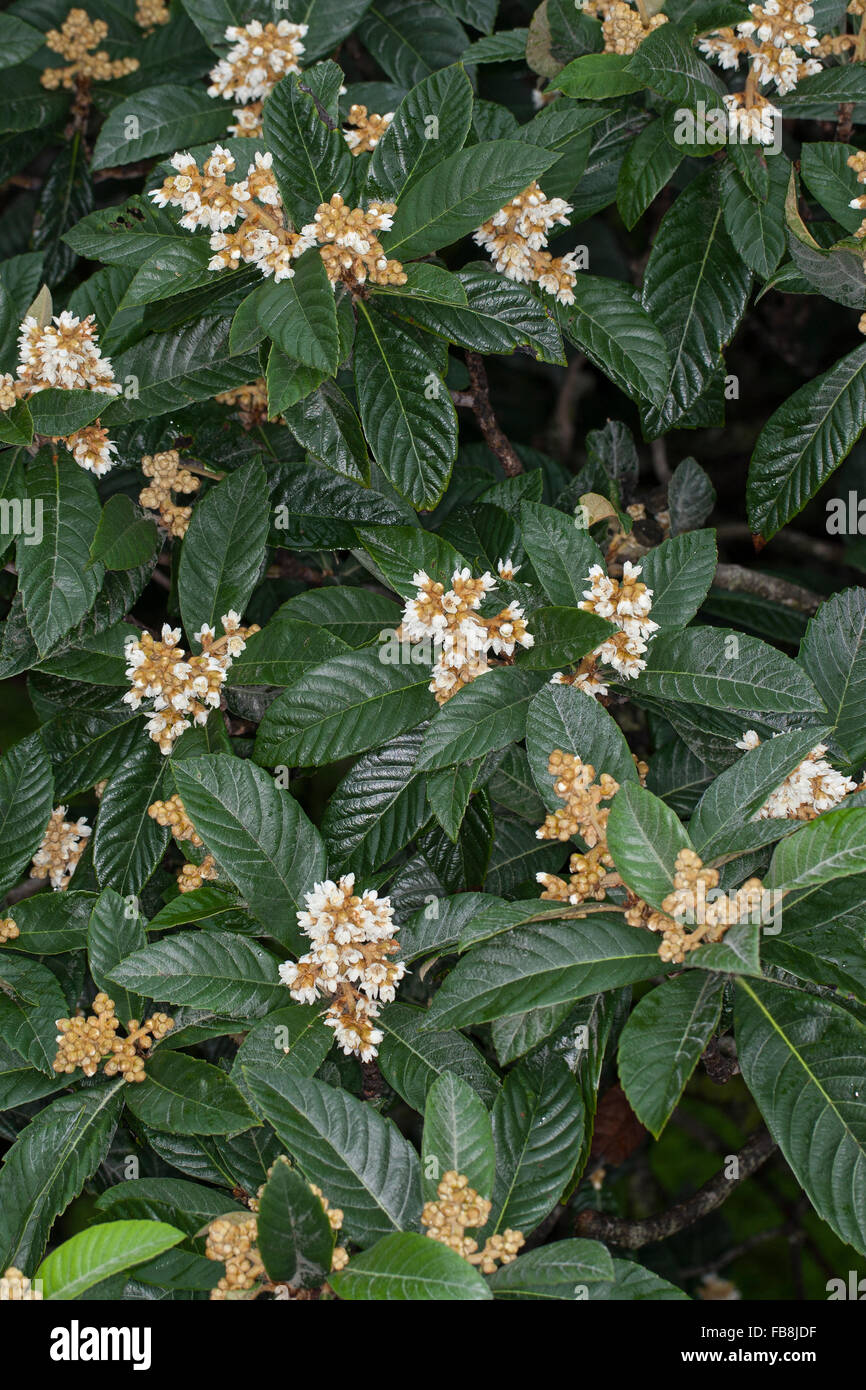 Japanese medlar, Japanese plum, Chinese plum, Japanische Wollmispel ...