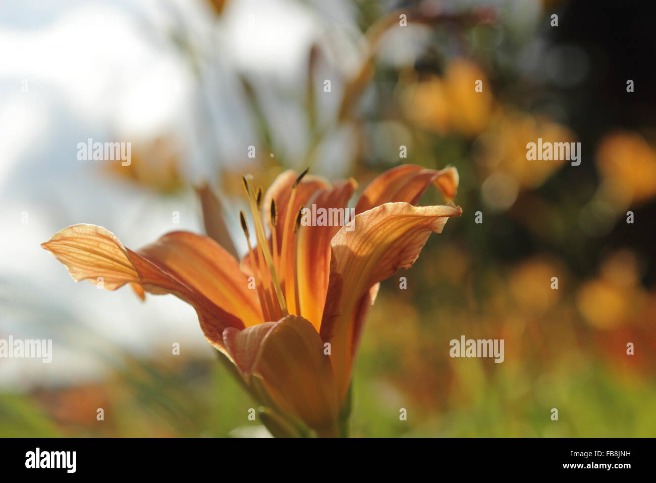 Lilly Texture High Resolution Stock Photography and Images - Alamy