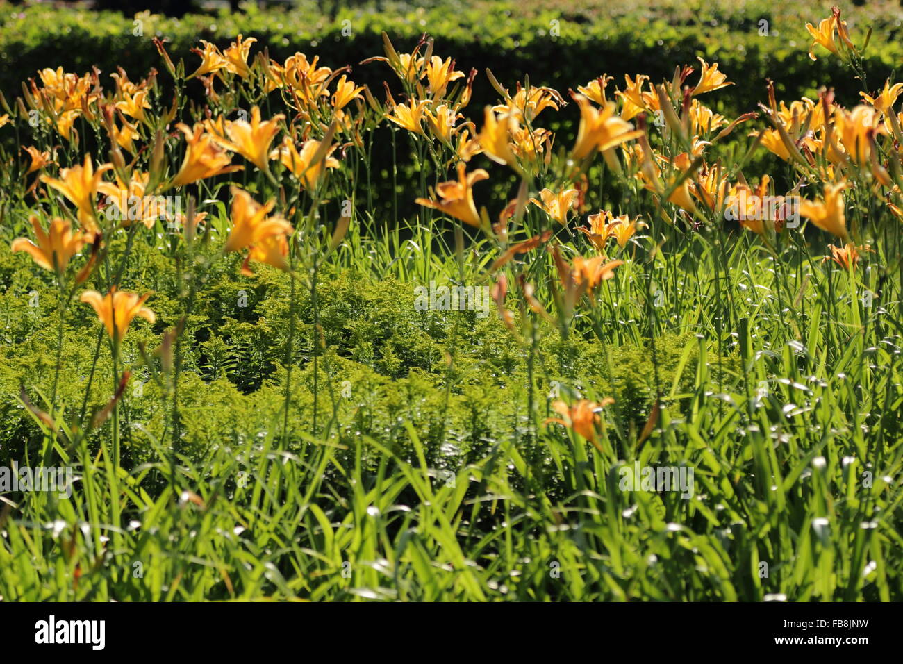 Lilly texture hi-res stock photography and images - Alamy