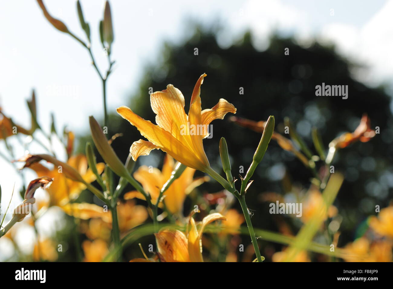 Lilly love hi-res stock photography and images - Alamy