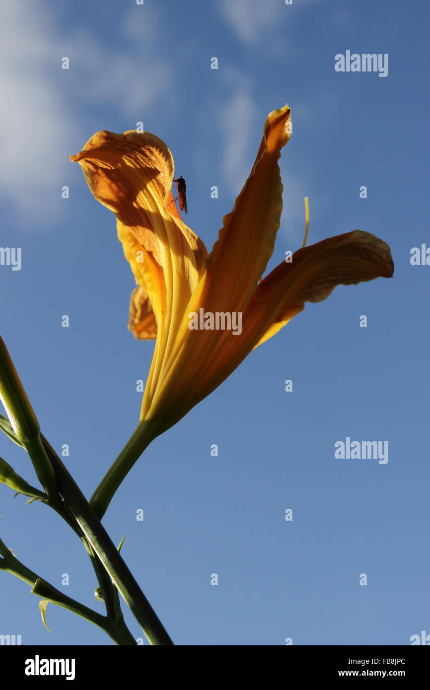 Lilly texture hi-res stock photography and images - Alamy