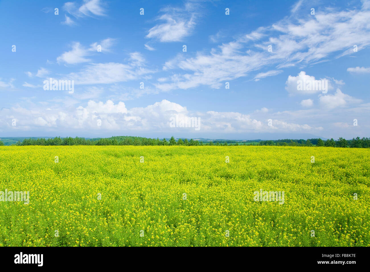 Yellow field in Biei, Hokkaido, Japan Stock Photo - Alamy