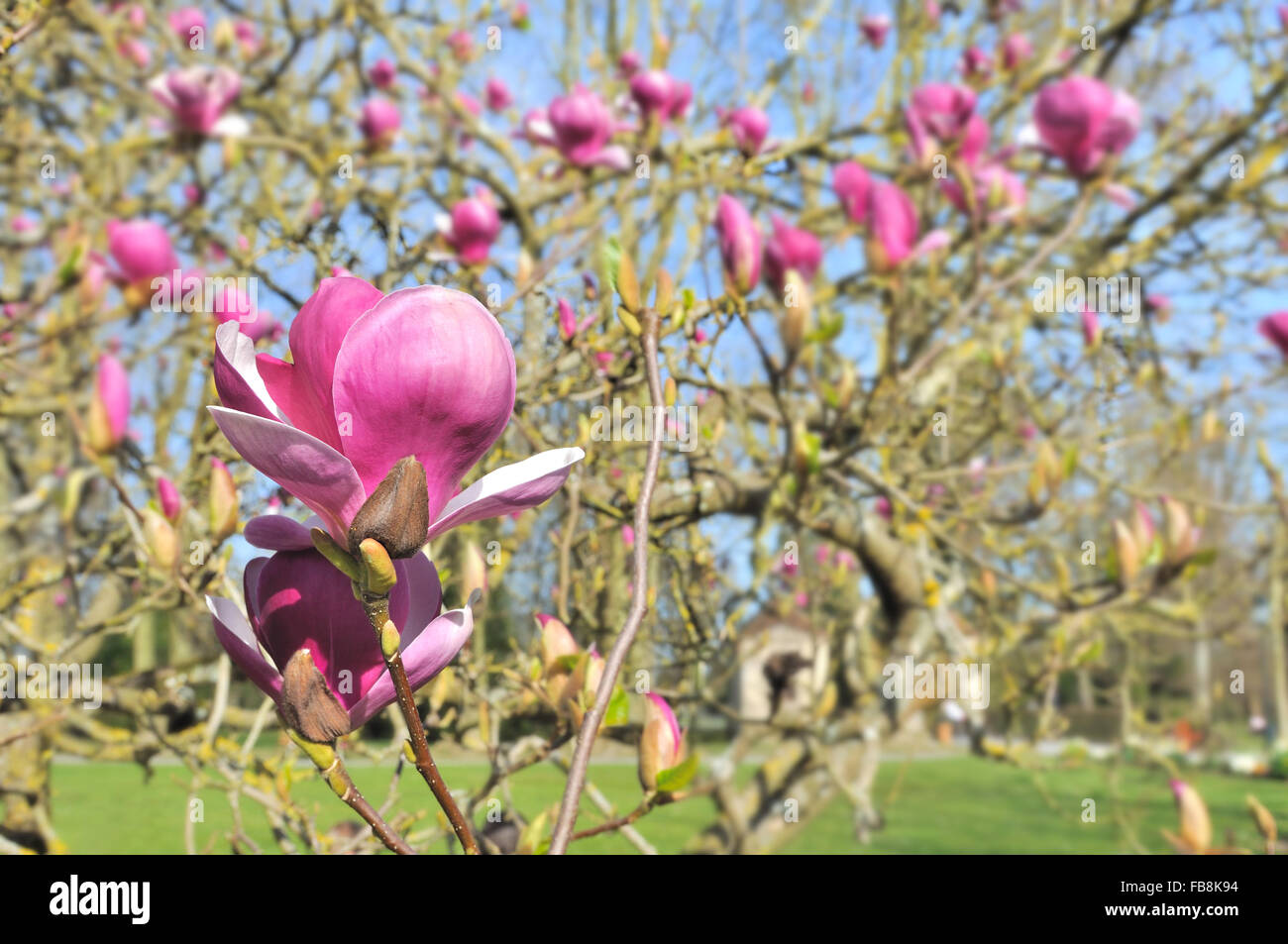 Pink magnolia blossom in hi-res stock photography and images - Alamy