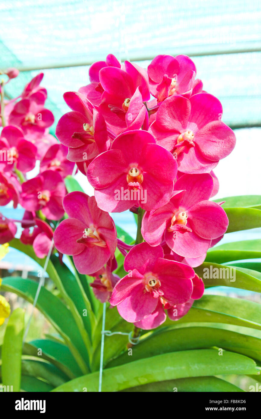 Lush orchid plant hi-res stock photography and images - Alamy
