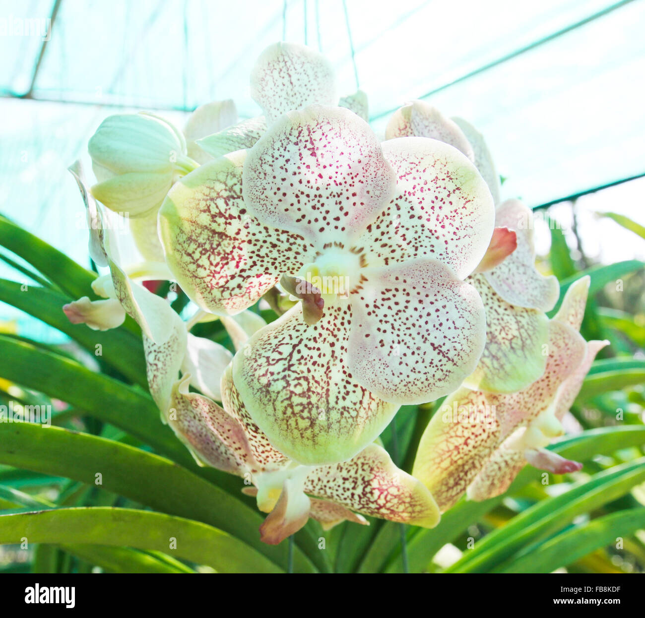 Beautiful orchid in garden Stock Photo - Alamy