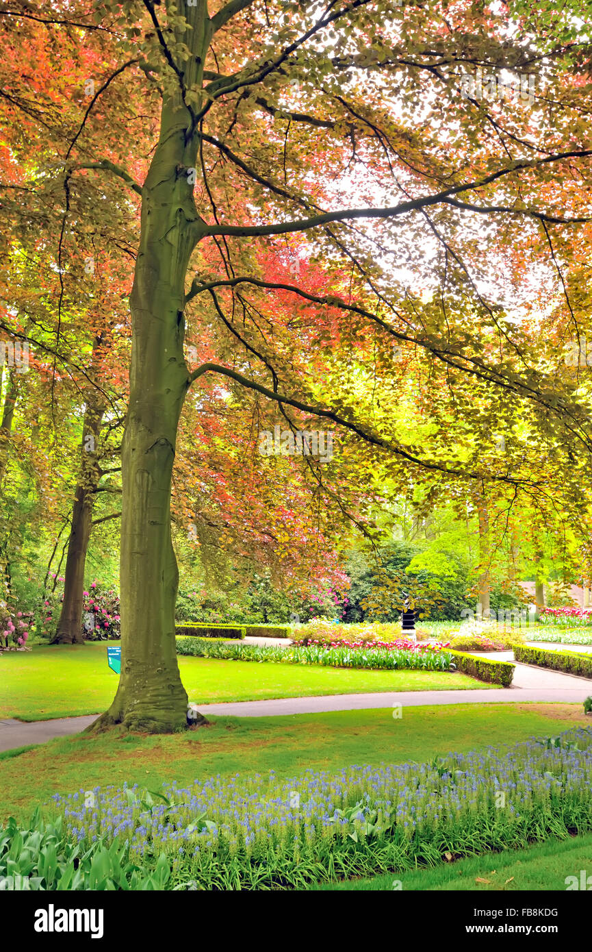 Spring tree and flowers in garden Stock Photo - Alamy