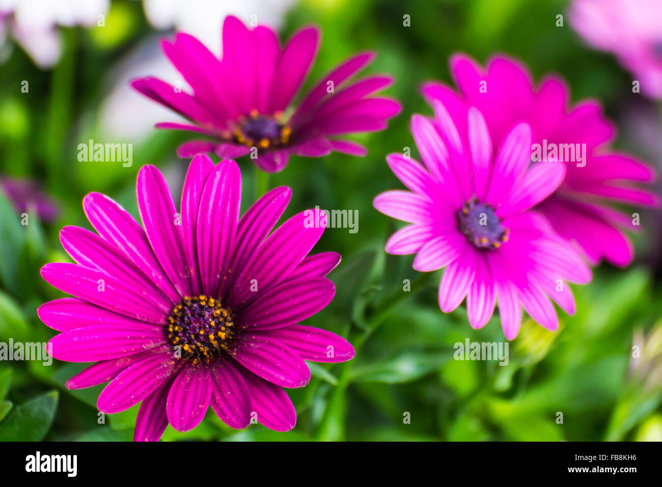 Corolla is pink hi-res stock photography and images - Alamy