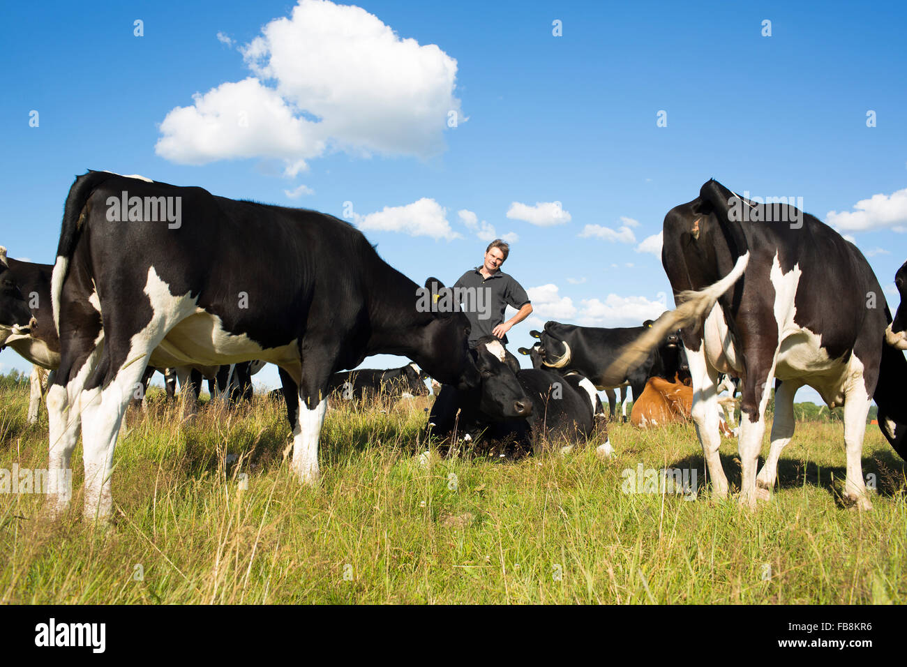 Men posing with cows hi-res stock photography and images - Alamy