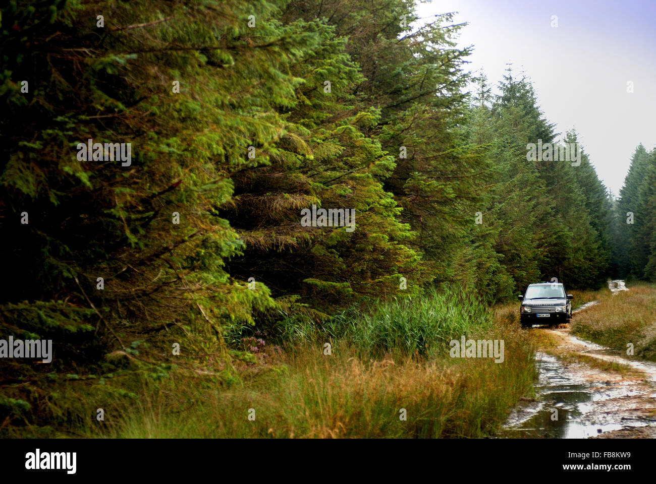 4x4 driving through Kielder forest / Range Rover Stock Photo - Alamy