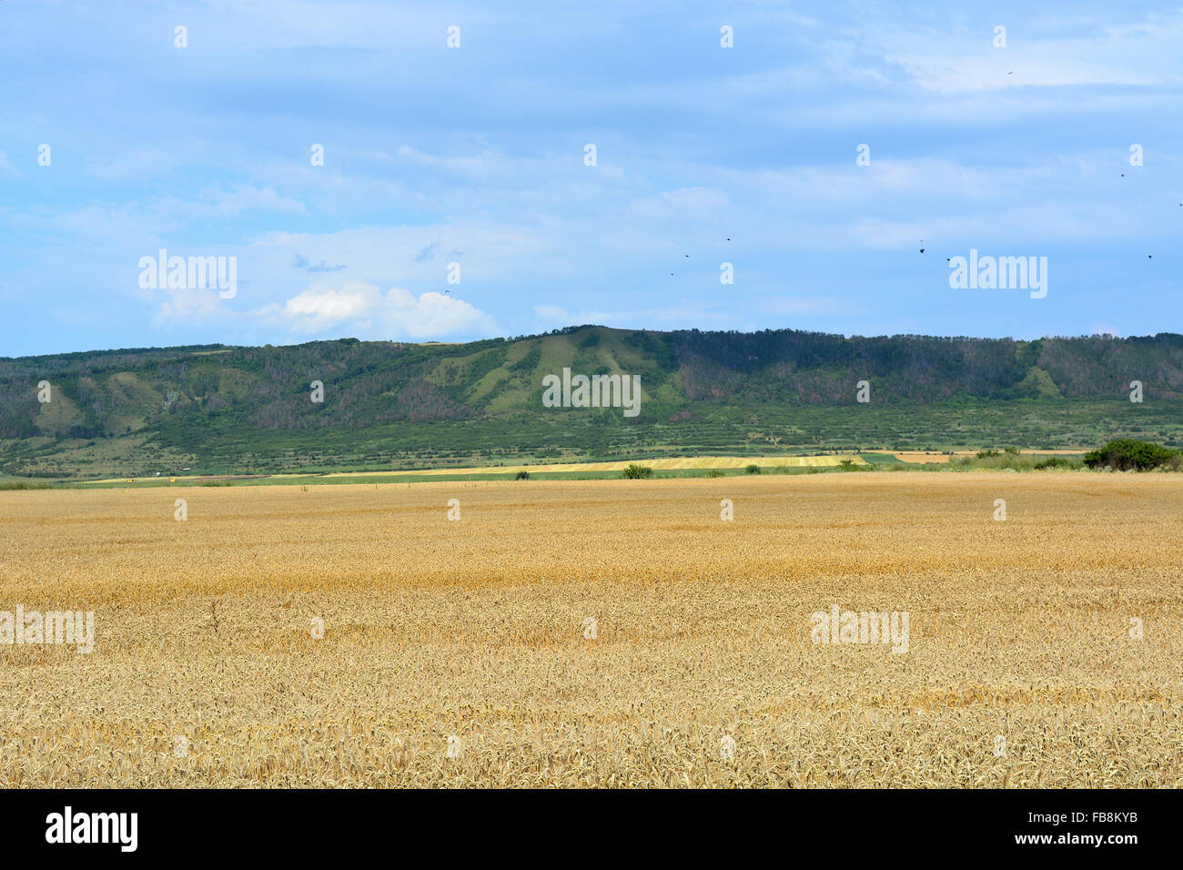 Fields of territory of Transylvania Stock Photo - Alamy