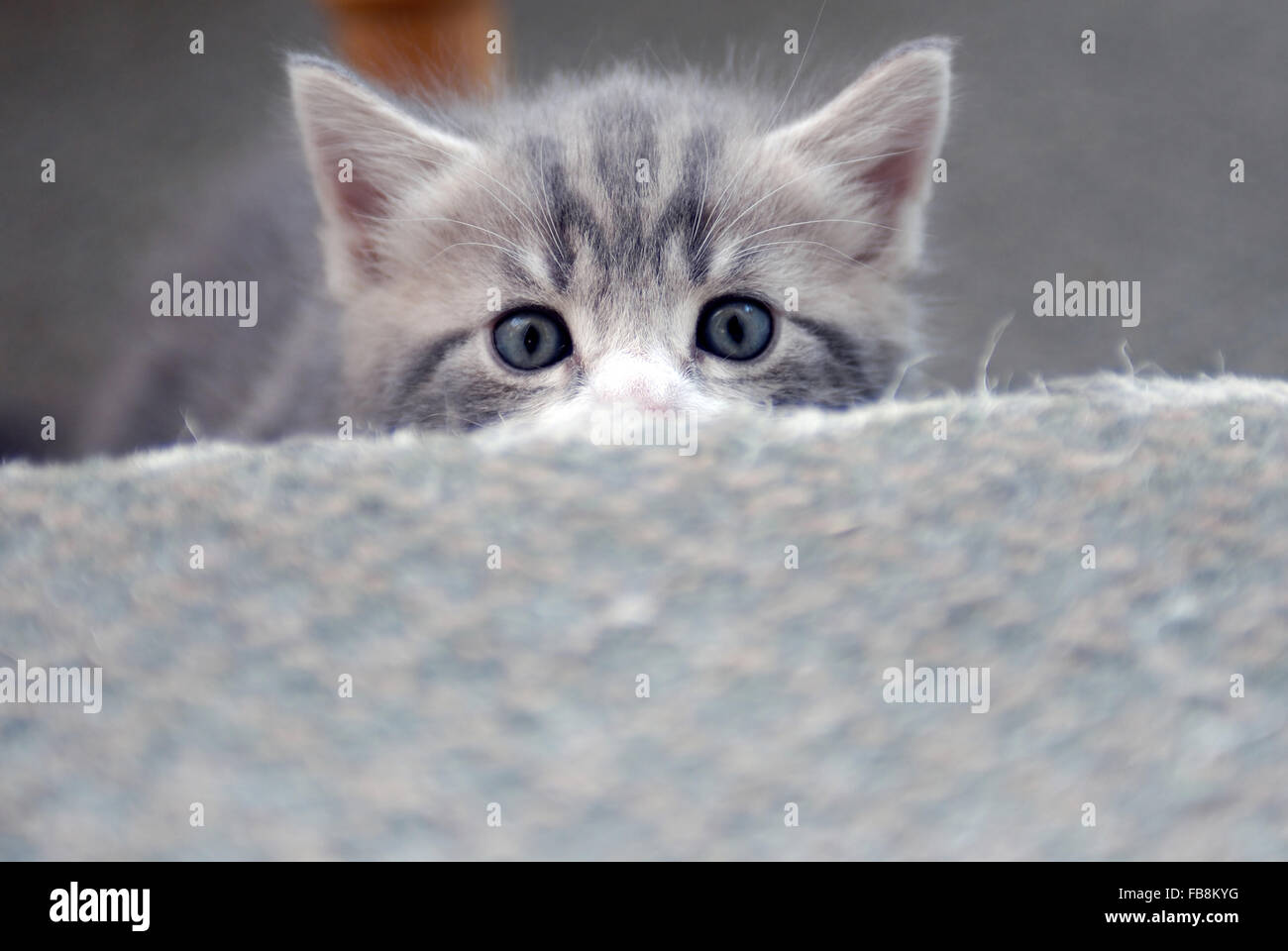 Cute grey kitten Stock Photo - Alamy