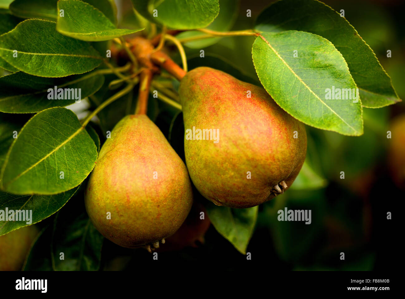 Pears agriculture fruit landscape color hi-res stock photography and ...